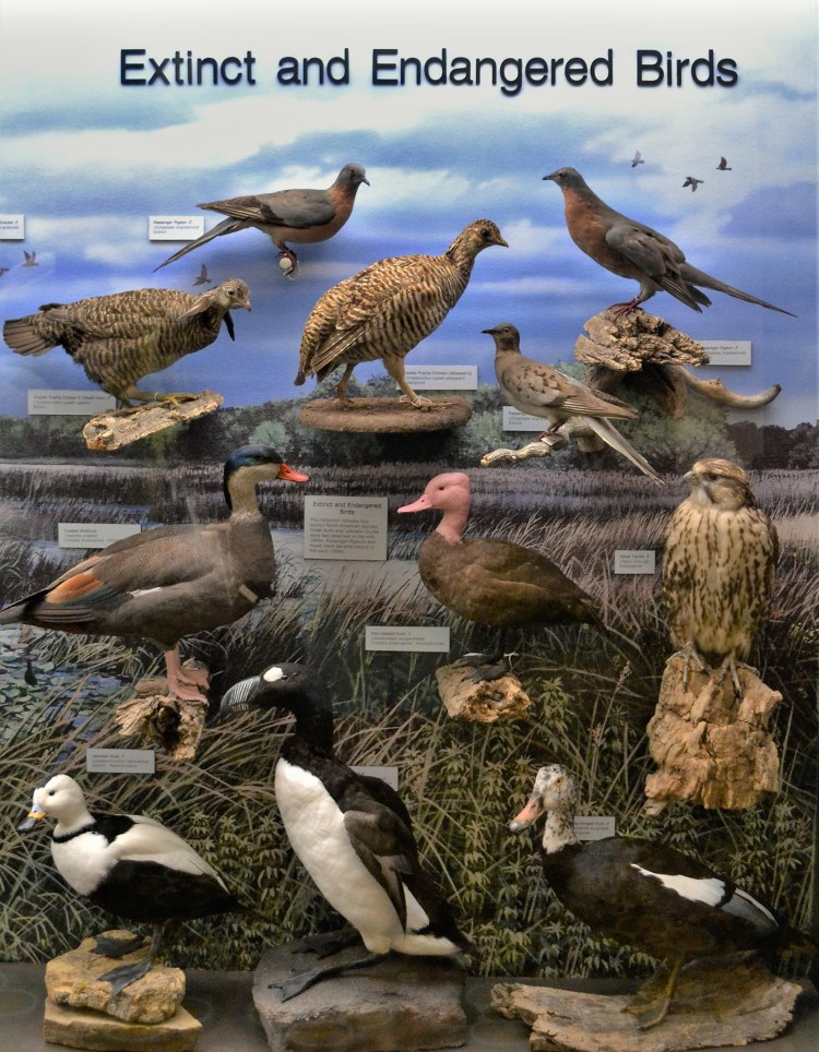 extinct-and-endangered-birds_small
