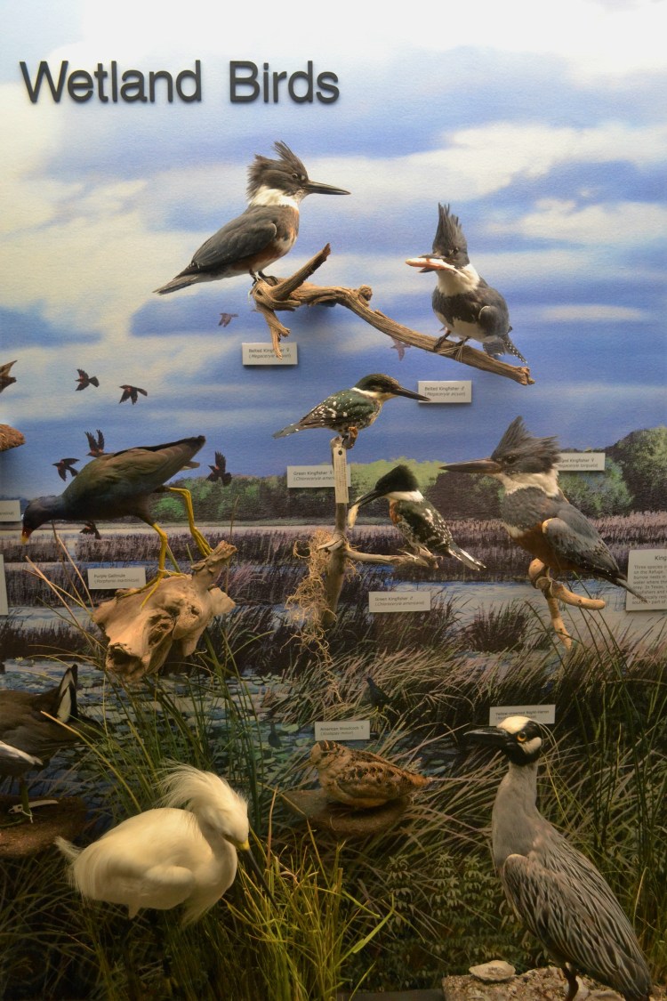 wetland-birds