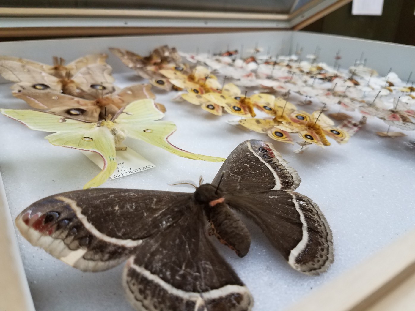Insects